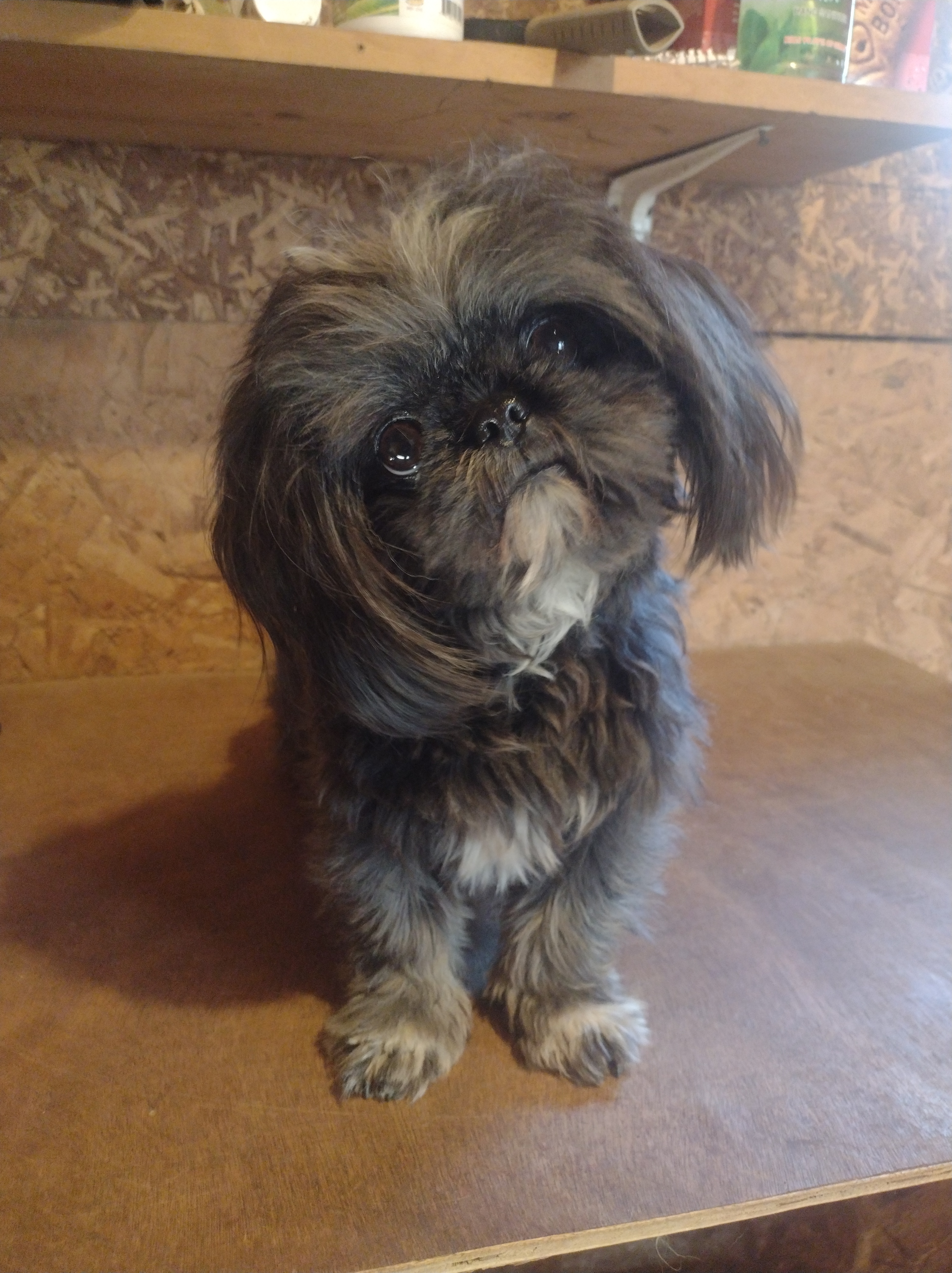 My little Sire – alabamashihtzu.com